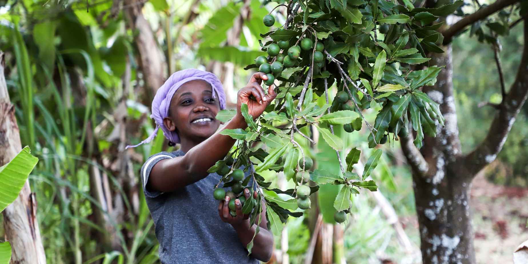 Macadamia nuts from the slopes of Mt Kenya
