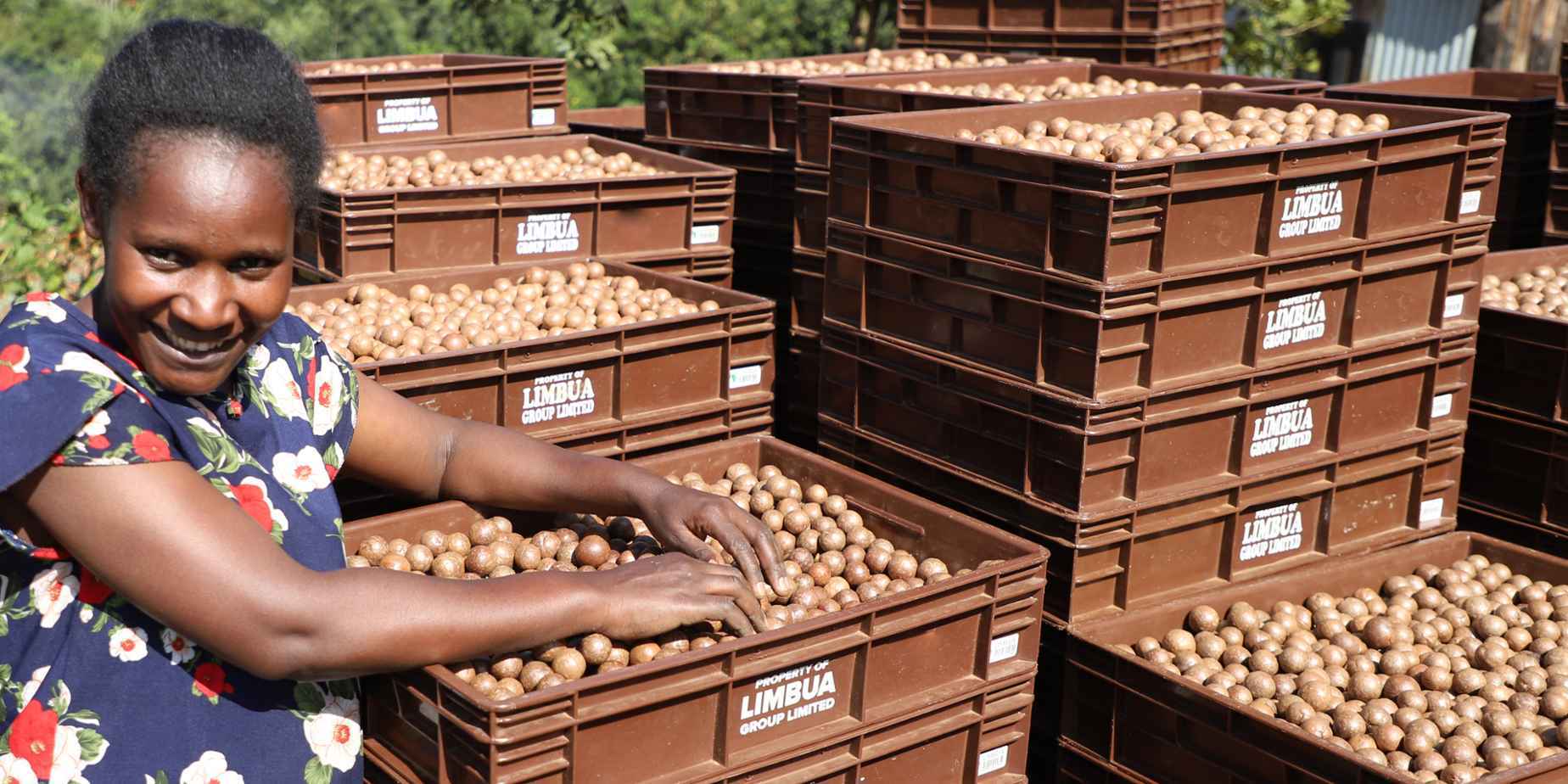 Macadamia nuts from the slopes of Mt Kenya