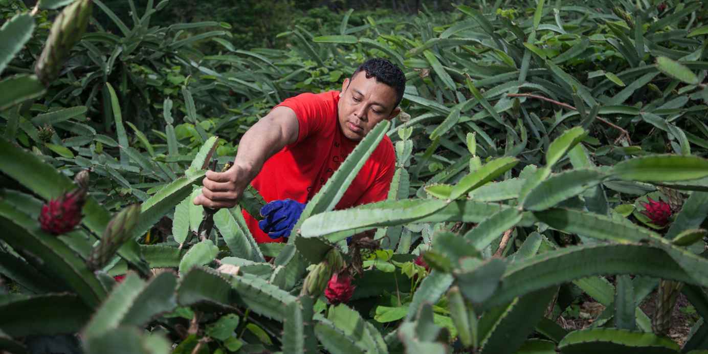 Investment HTF - Sol Organica in Nicaragua