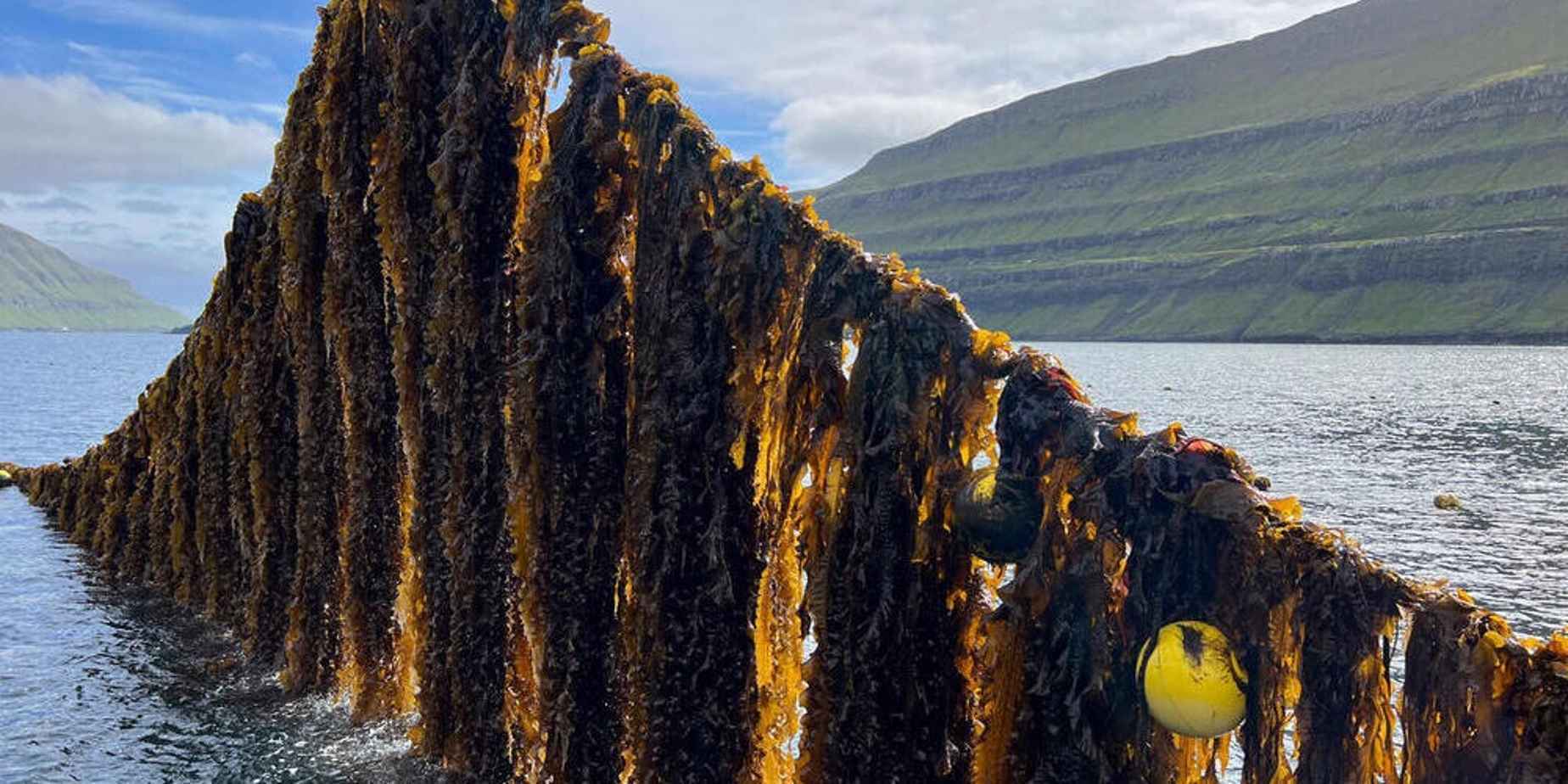 Triodos Food Transition Europe Fund takes equity stake in Ocean Rainforest