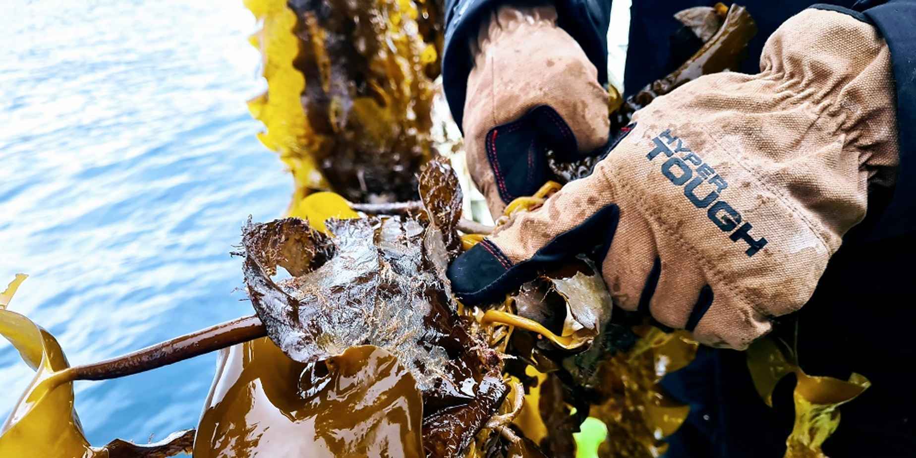 Triodos Food Transition Europe Fund takes equity stake in Ocean Rainforest