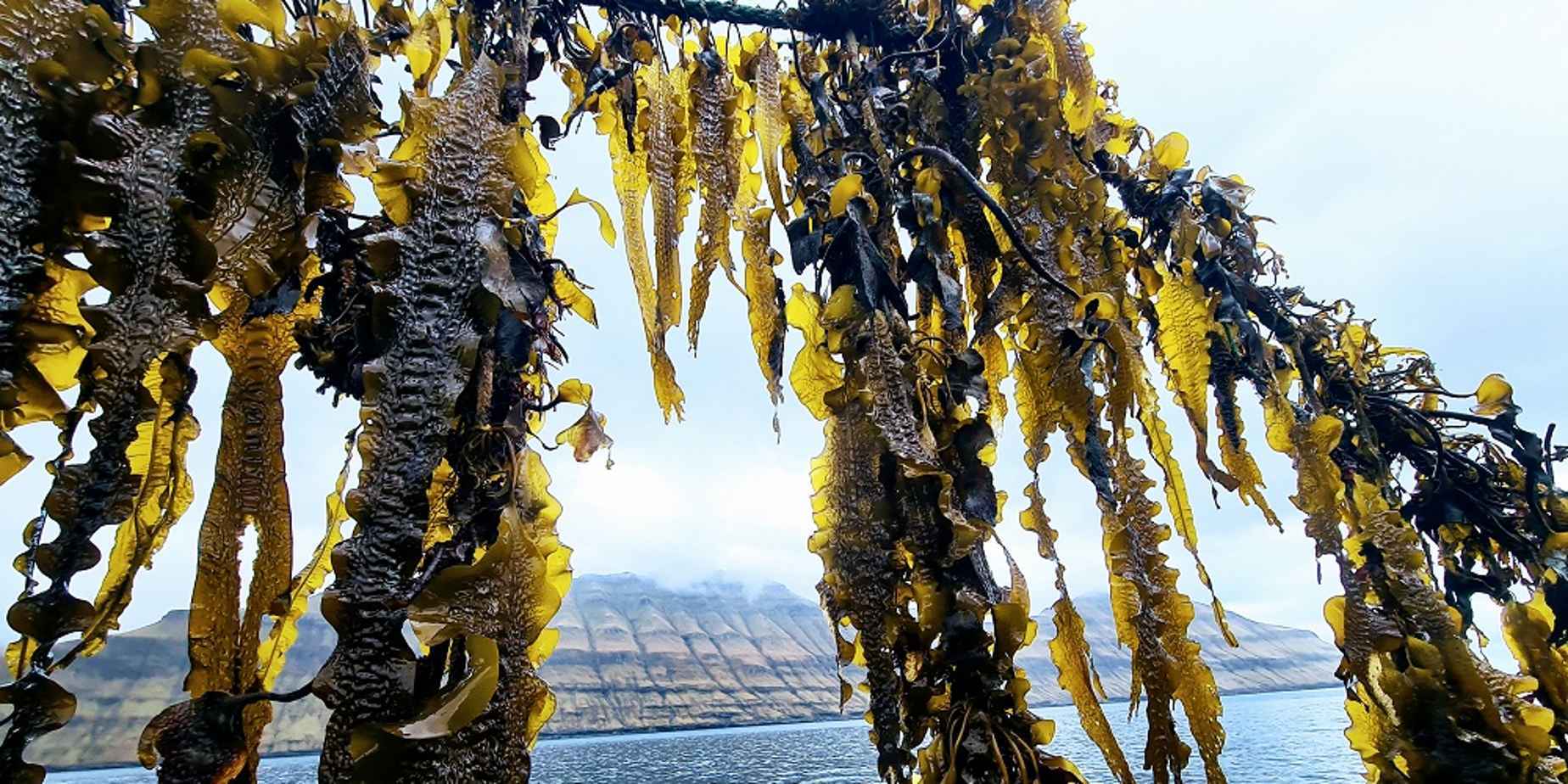 Triodos Food Transition Europe Fund takes equity stake in Ocean Rainforest