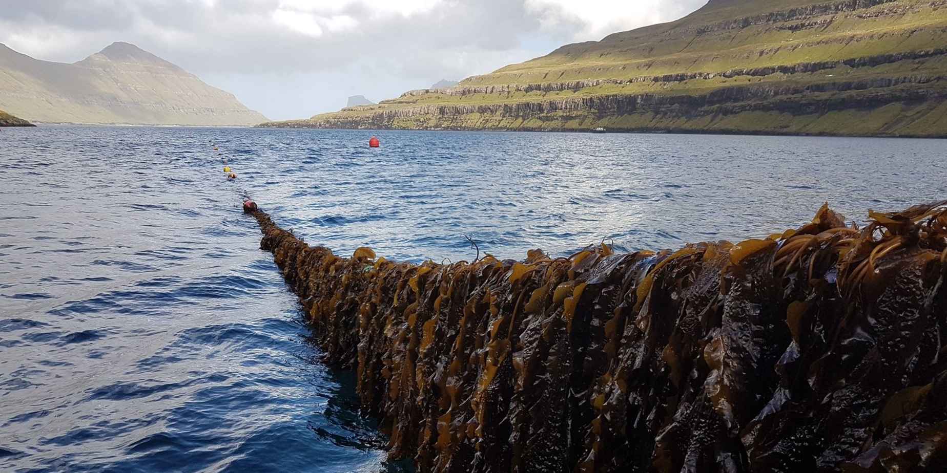 interview with Ocean Rainforest CEO Ólavur Gregersen