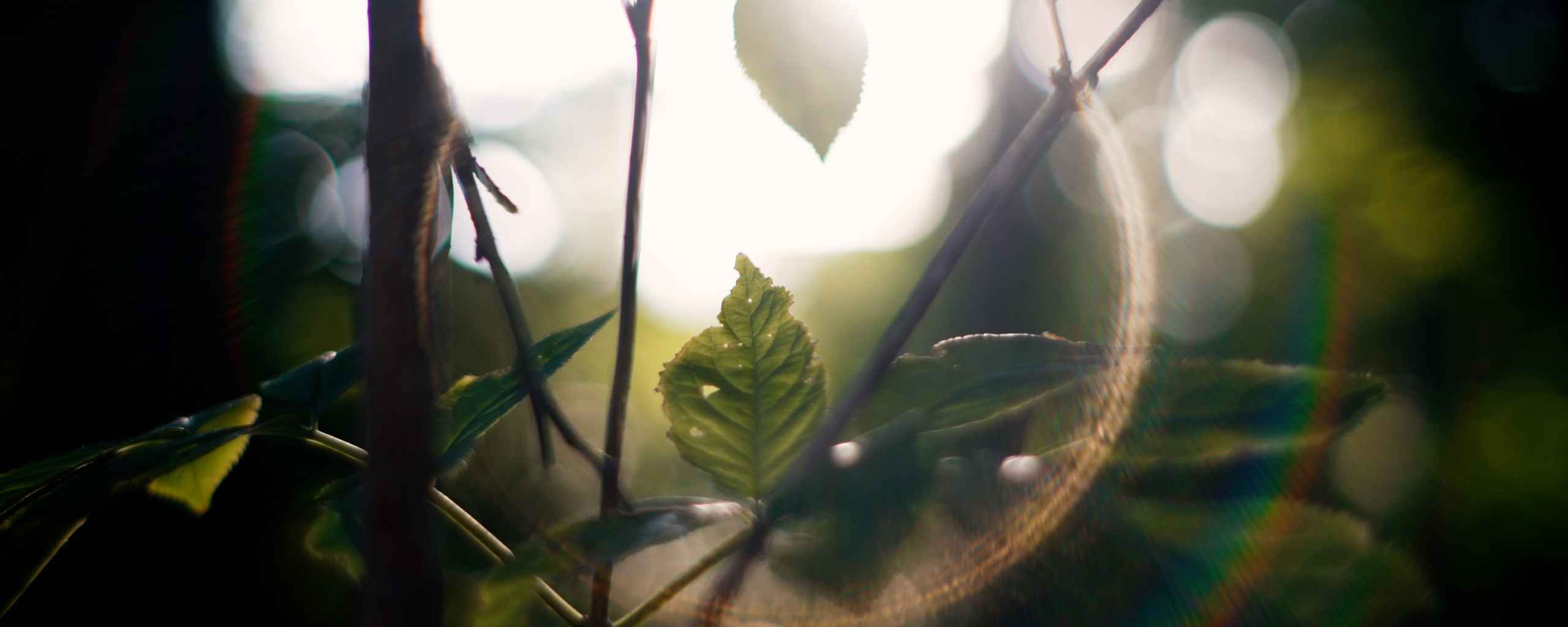 Welcome to Triodos Investment Management