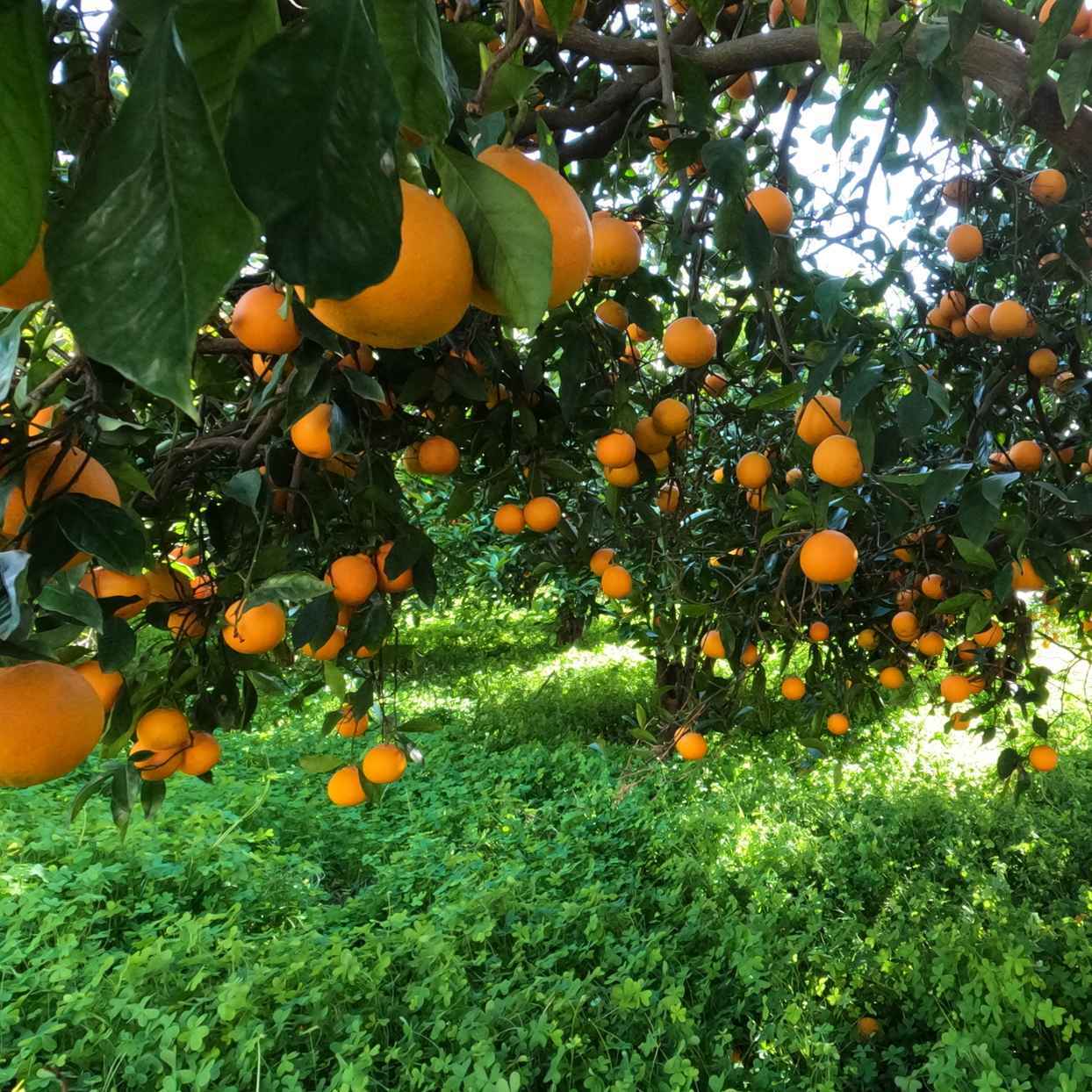 How CrowdFarming connects European farmers to consumers