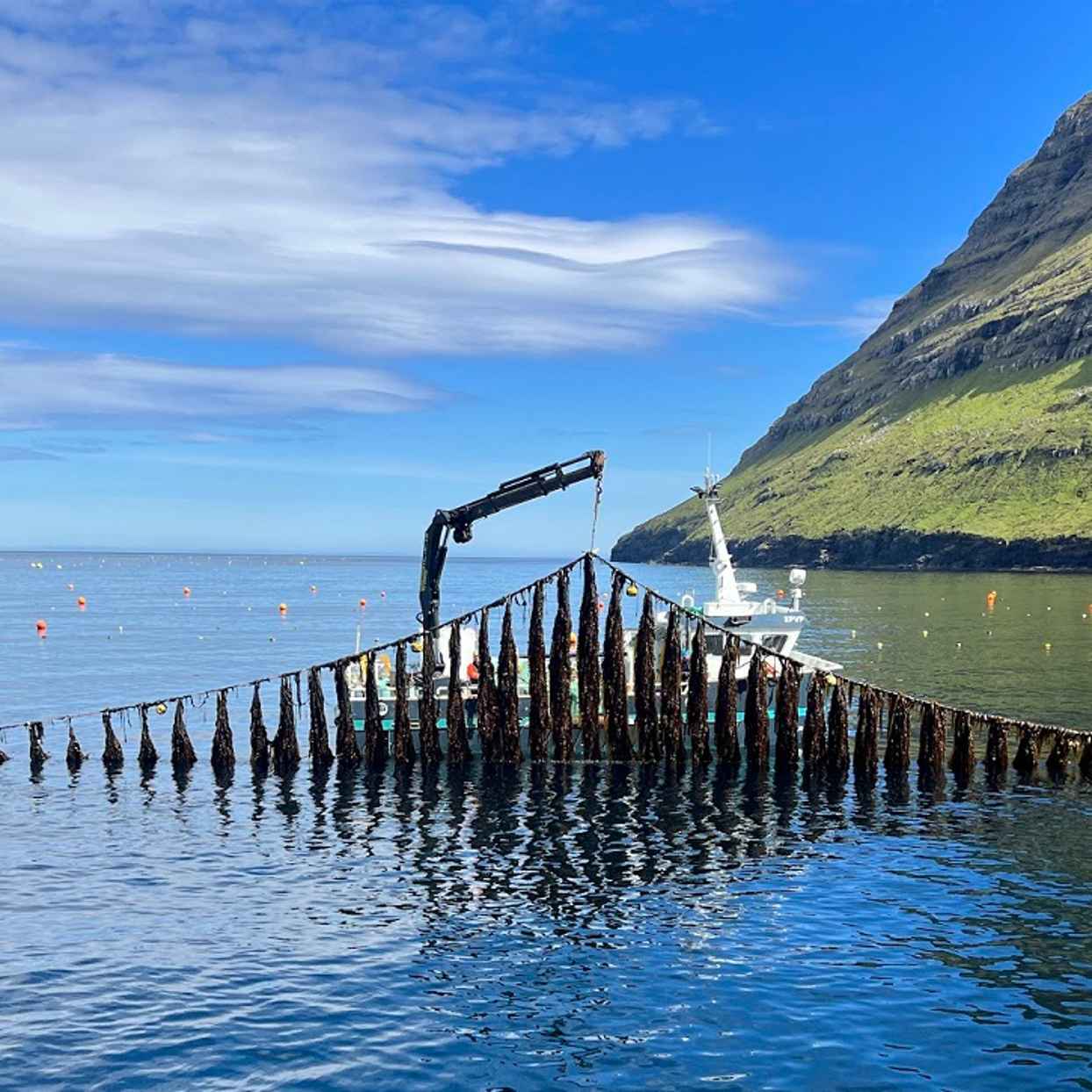 Triodos Food Transition Europe Fund takes equity stake in Ocean Rainforest
