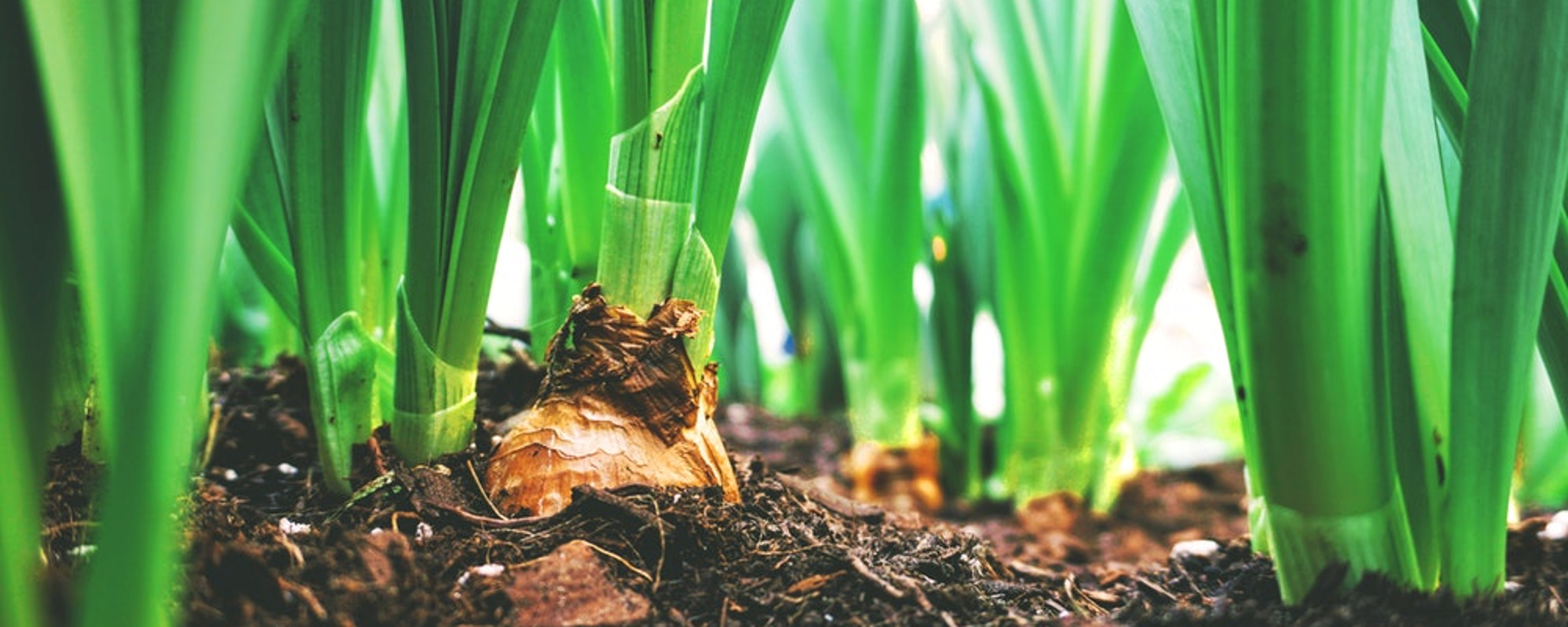 All Triodos IM funds designated as SFDR article 9 products