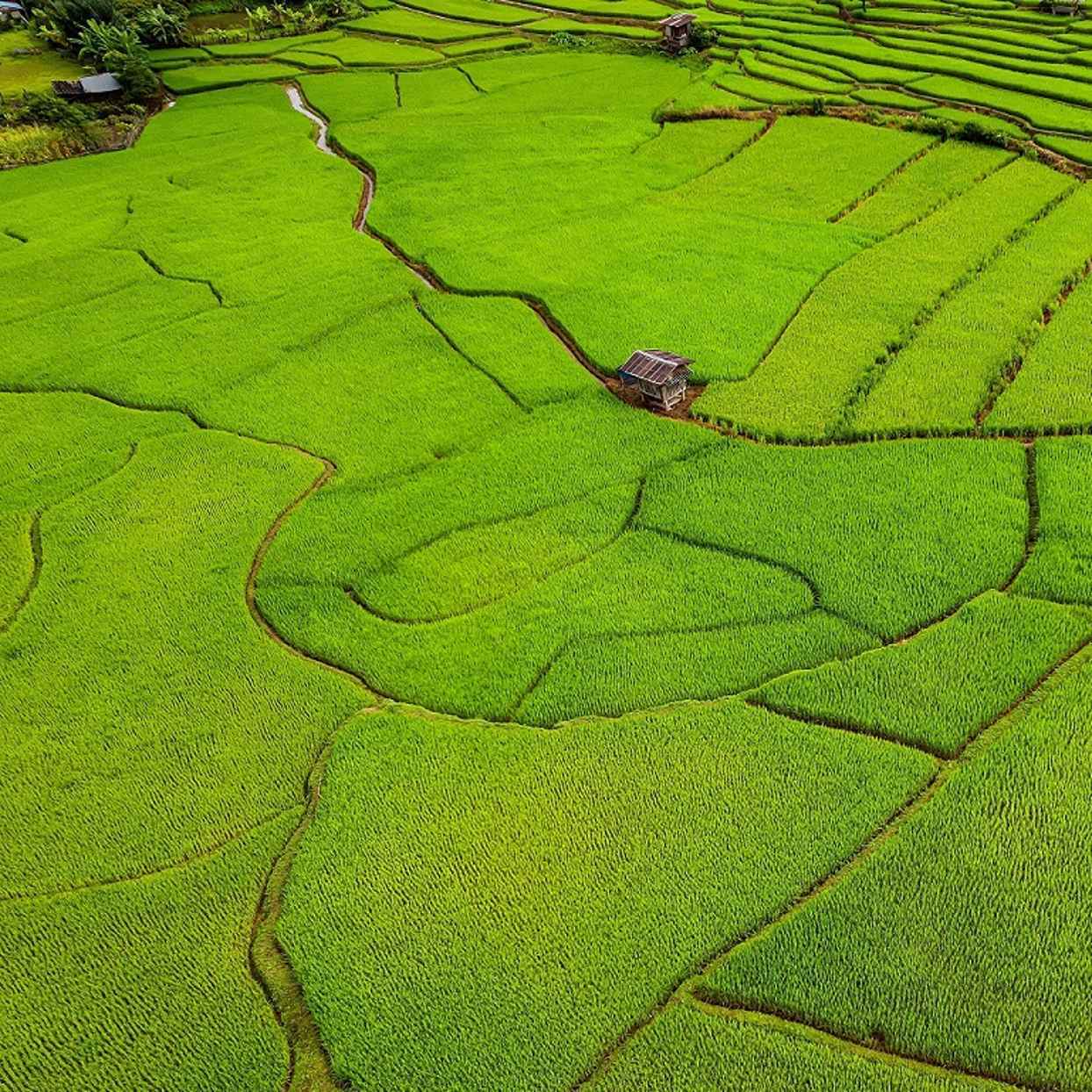 Emerging Markets: Energy shock, not catastrophe