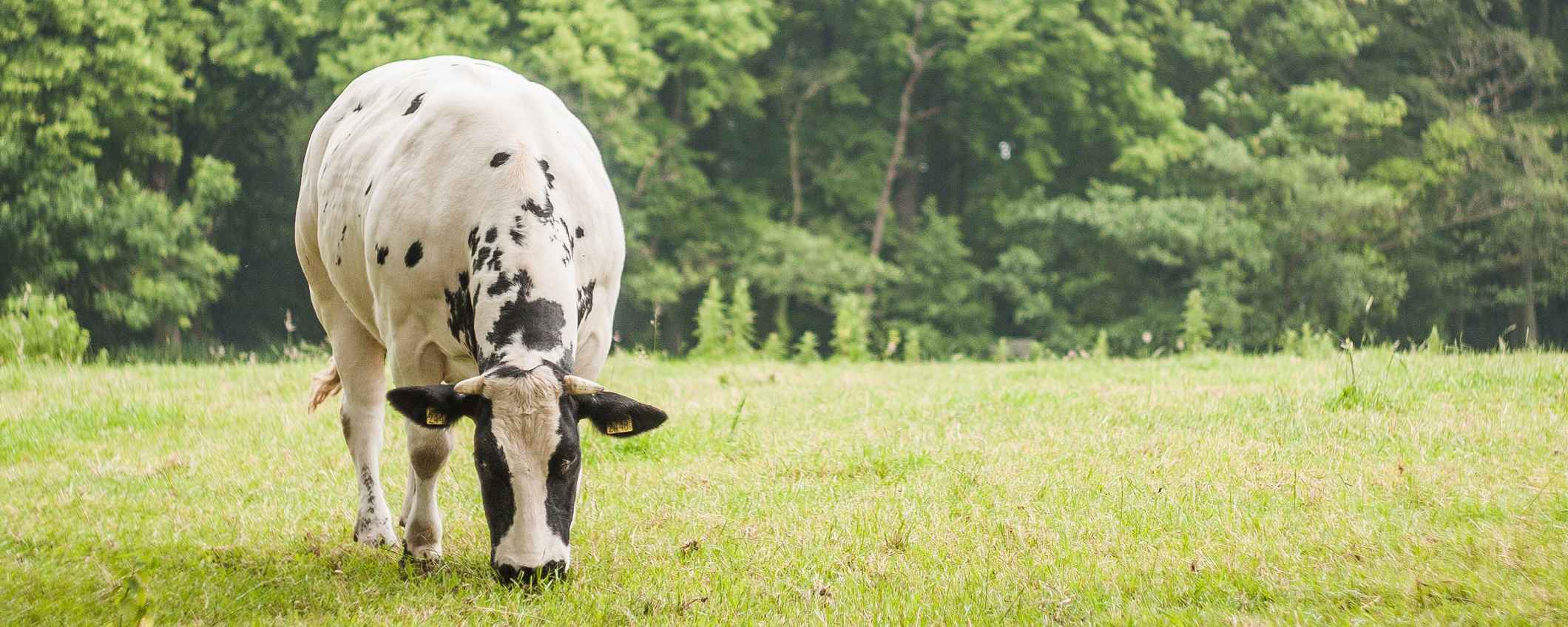 Danone: On its way to becoming a B-Corp