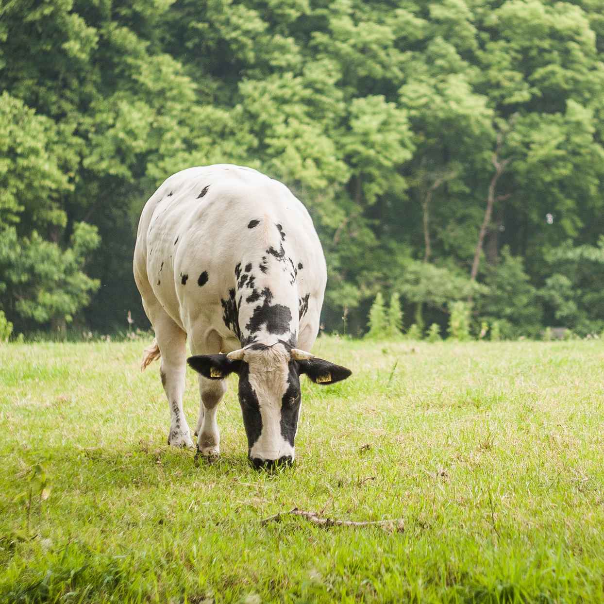 Danone: On its way to becoming a B-Corp