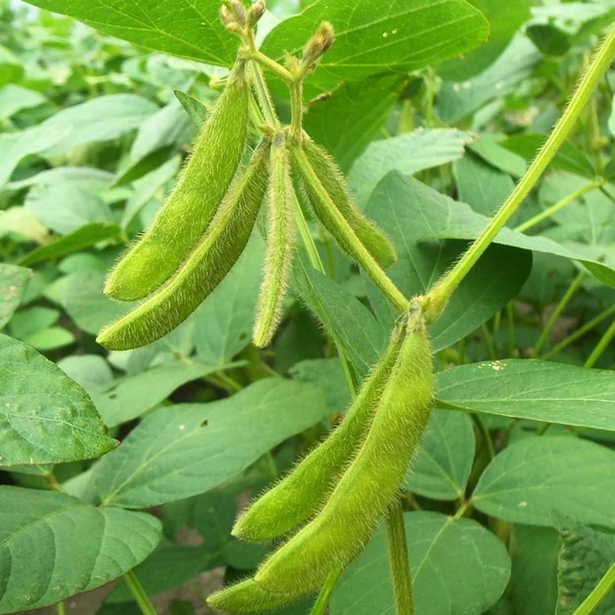 Comparing companies - Danone and Nestlé